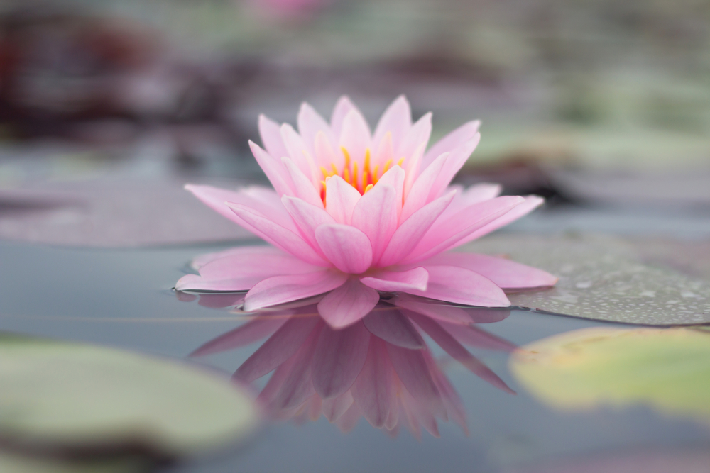 Définition De Fleur De Lotus Lexique De La Voyance